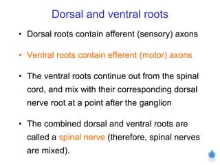 Typical Spinal Nerve.ppsx