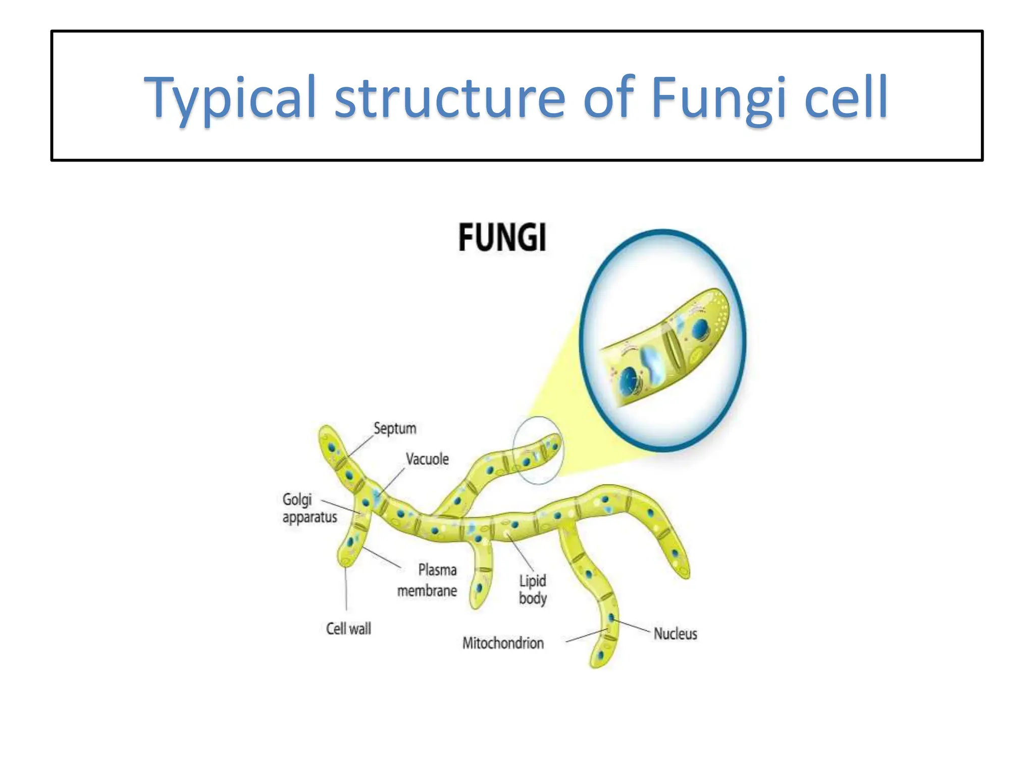 Typical structure of Fungi cell.pptx
