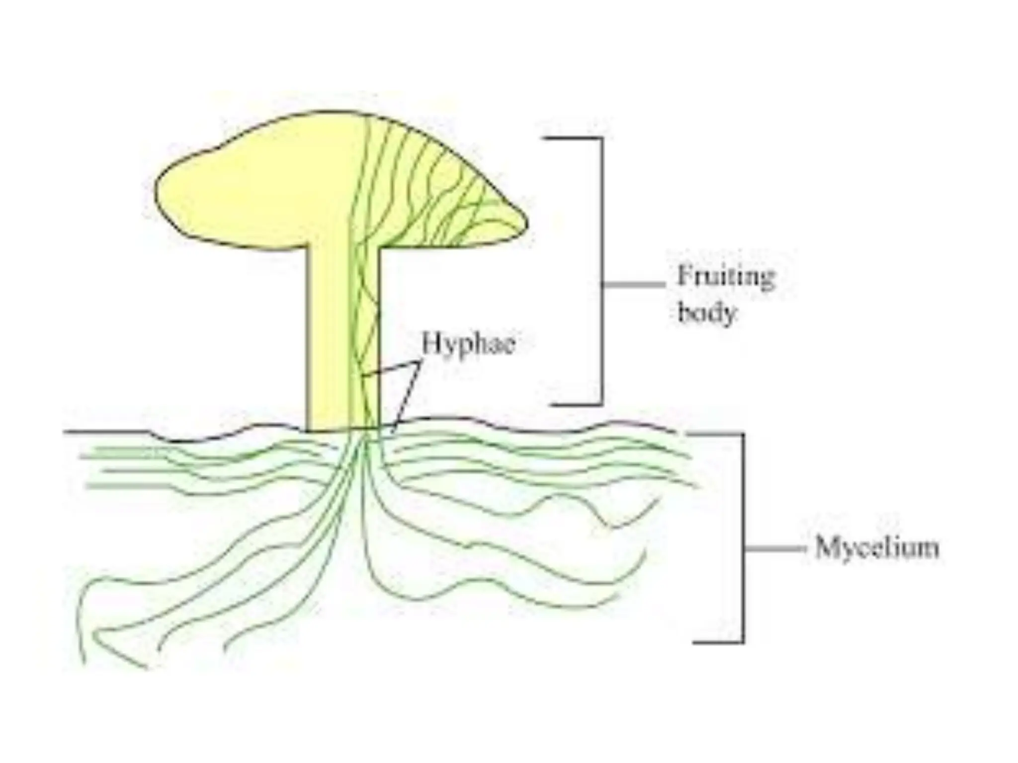 Typical structure of Fungi cell.pptx
