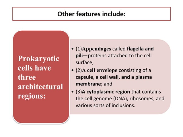 Typical structure of Fungi cell.pptx