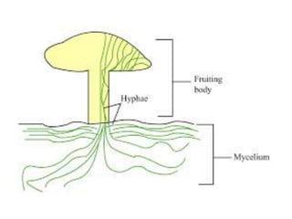 Typical structure of Fungi cell.pptx