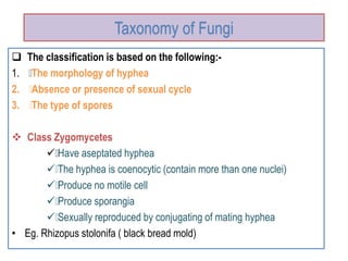 Typical structure of Fungi cell.pptx