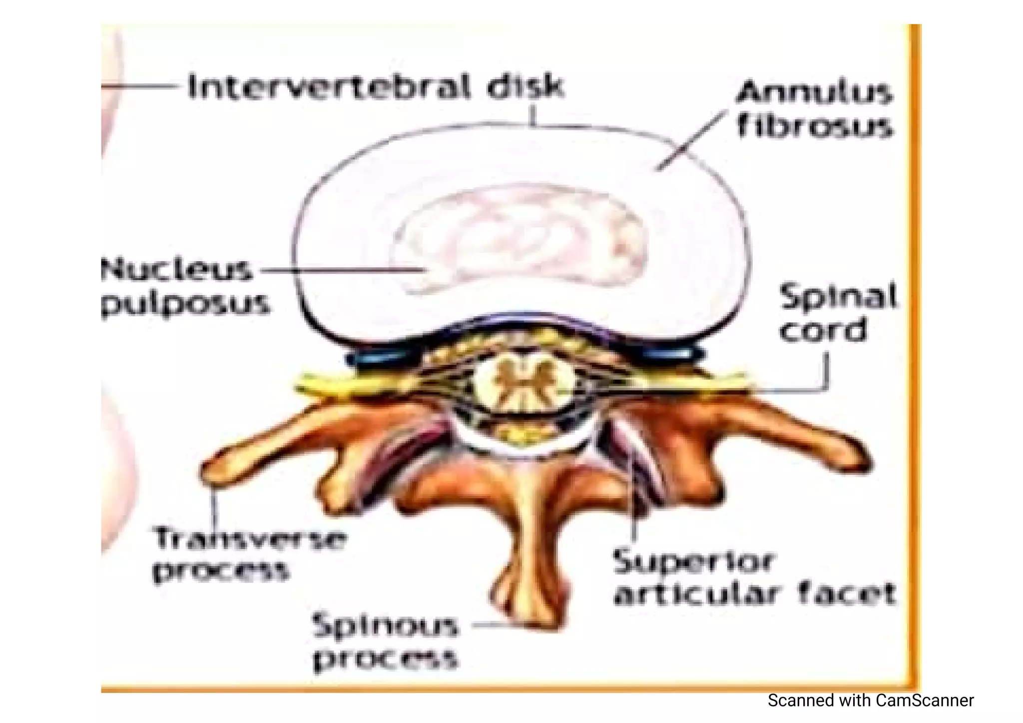 Typical vertebra | PDF