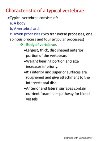 Typical vertebra | PDF