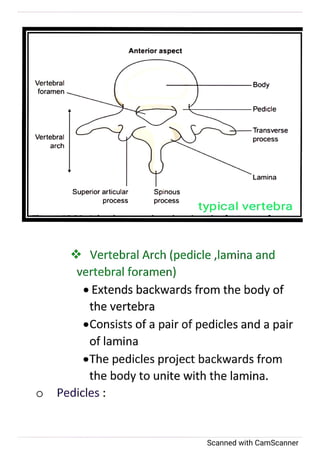 Typical vertebra | PDF