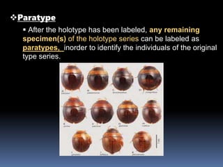 typification and type.pptx