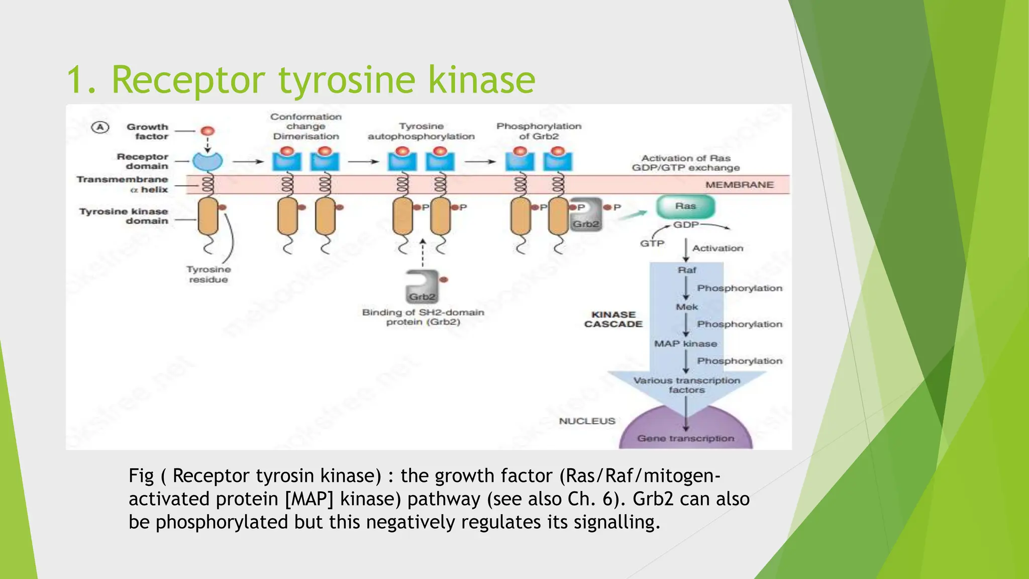 TYROSINE-KINASE LINKED RECEPTORS.pptx | Endocrine and Metabolic Diseases | Diseases and Conditions