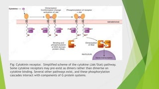 TYROSINE-KINASE LINKED RECEPTORS.pptx | Endocrine and Metabolic ...