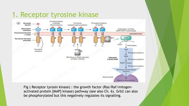 TYROSINE-KINASE LINKED RECEPTORS.pptx | Endocrine and Metabolic ...