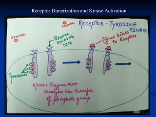 Enzyme linked cell surface receptors | PPTX