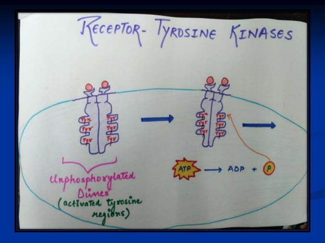 Enzyme linked cell surface receptors | PPTX