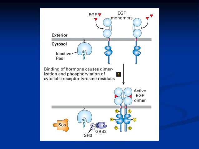 Enzyme linked cell surface receptors | PPTX