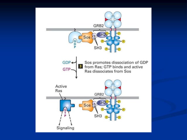 Enzyme linked cell surface receptors | PPTX