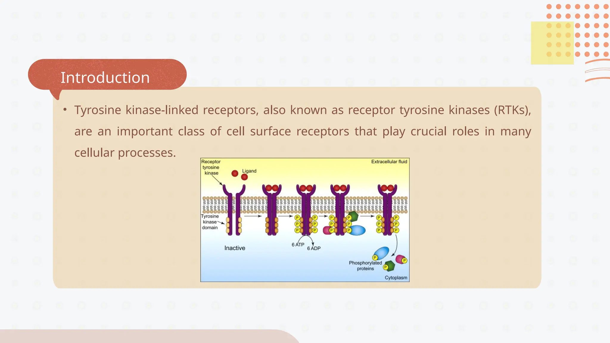 Explain tyrosine kinase linked receptors.pptx