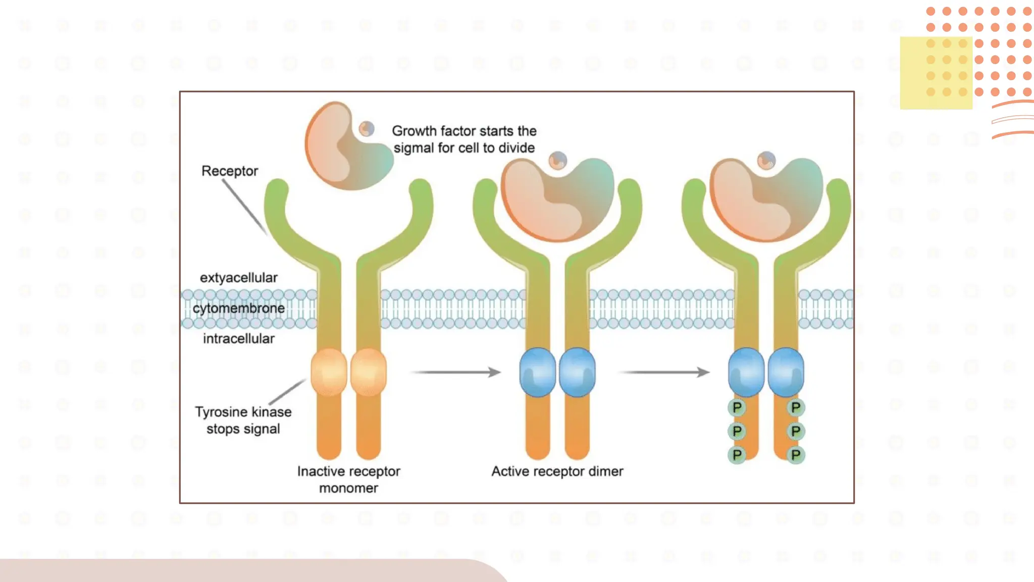 Explain tyrosine kinase linked receptors.pptx