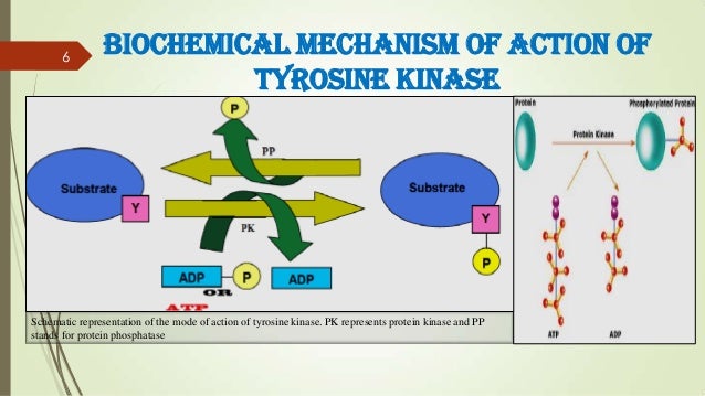 Tyrosine Phosphorylation Mechanism