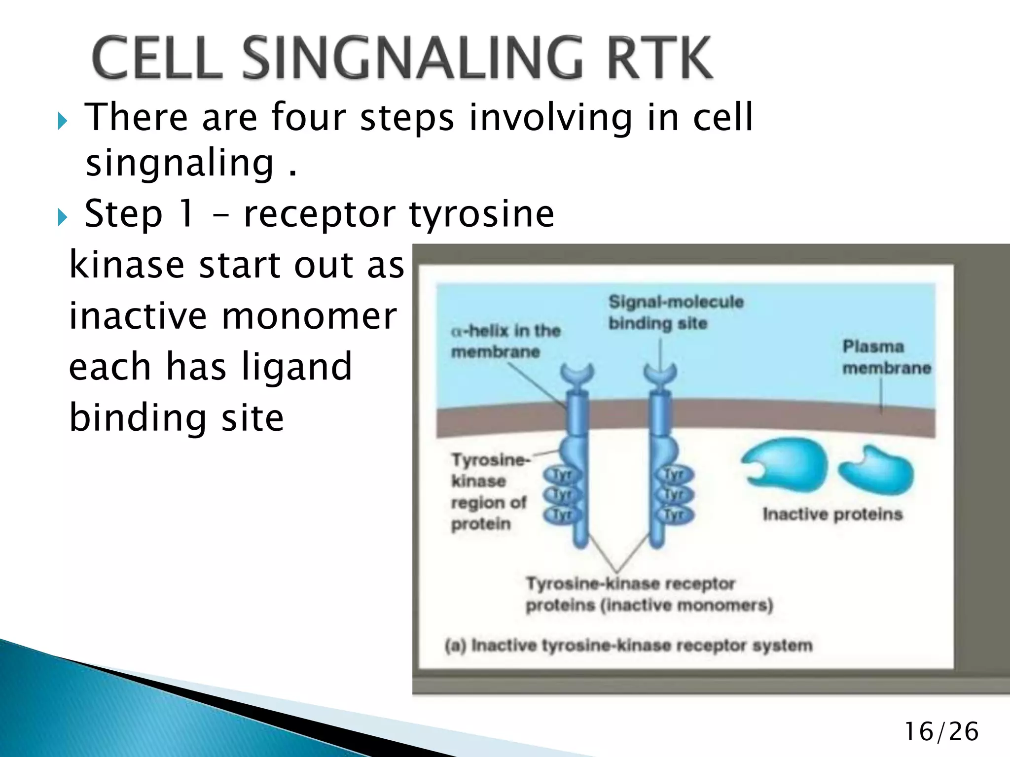 tyrosine kinase receptors.pptx