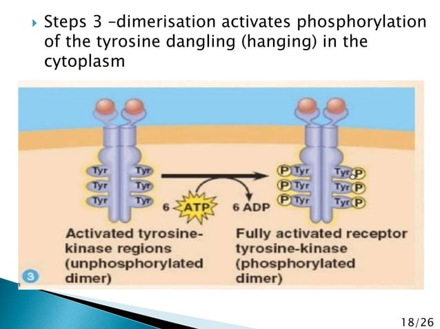 tyrosine kinase receptors.pptx | Endocrine and Metabolic Diseases ...