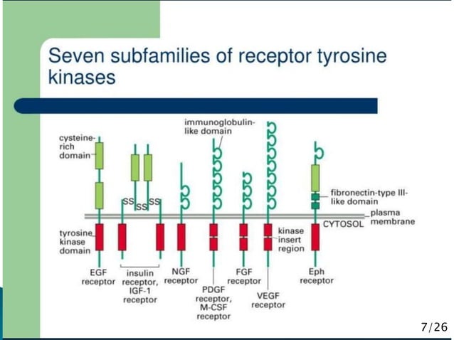 tyrosine kinase receptors.pptx | Endocrine and Metabolic Diseases | Diseases and Conditions