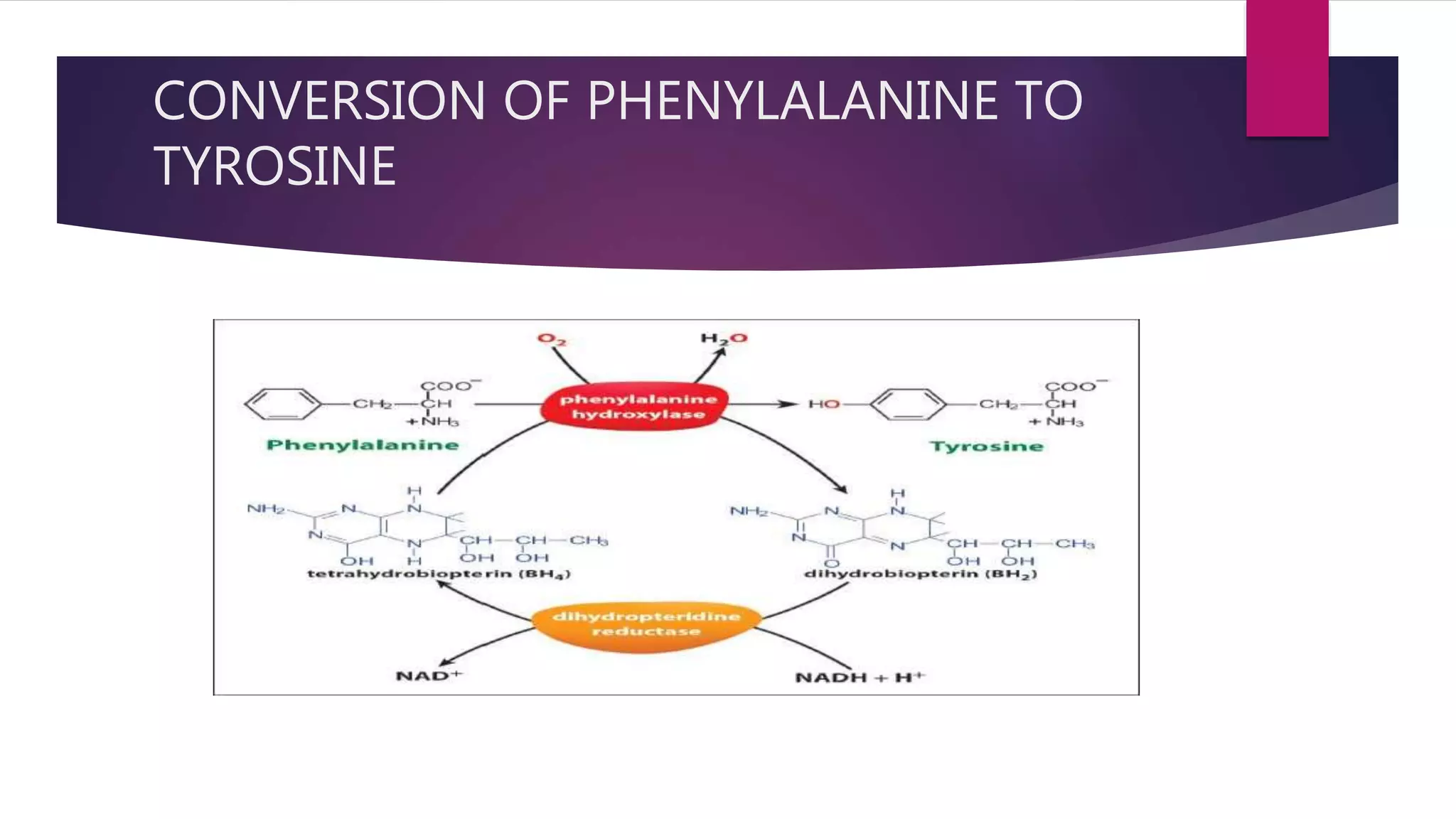 Tyrosine metabolism and its disorders 4 | PPTX