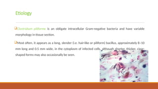 Tyzzer_s_disease - Veterinary Special Pathology | PPTX