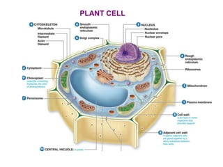 Levels of organization of human body | PDF