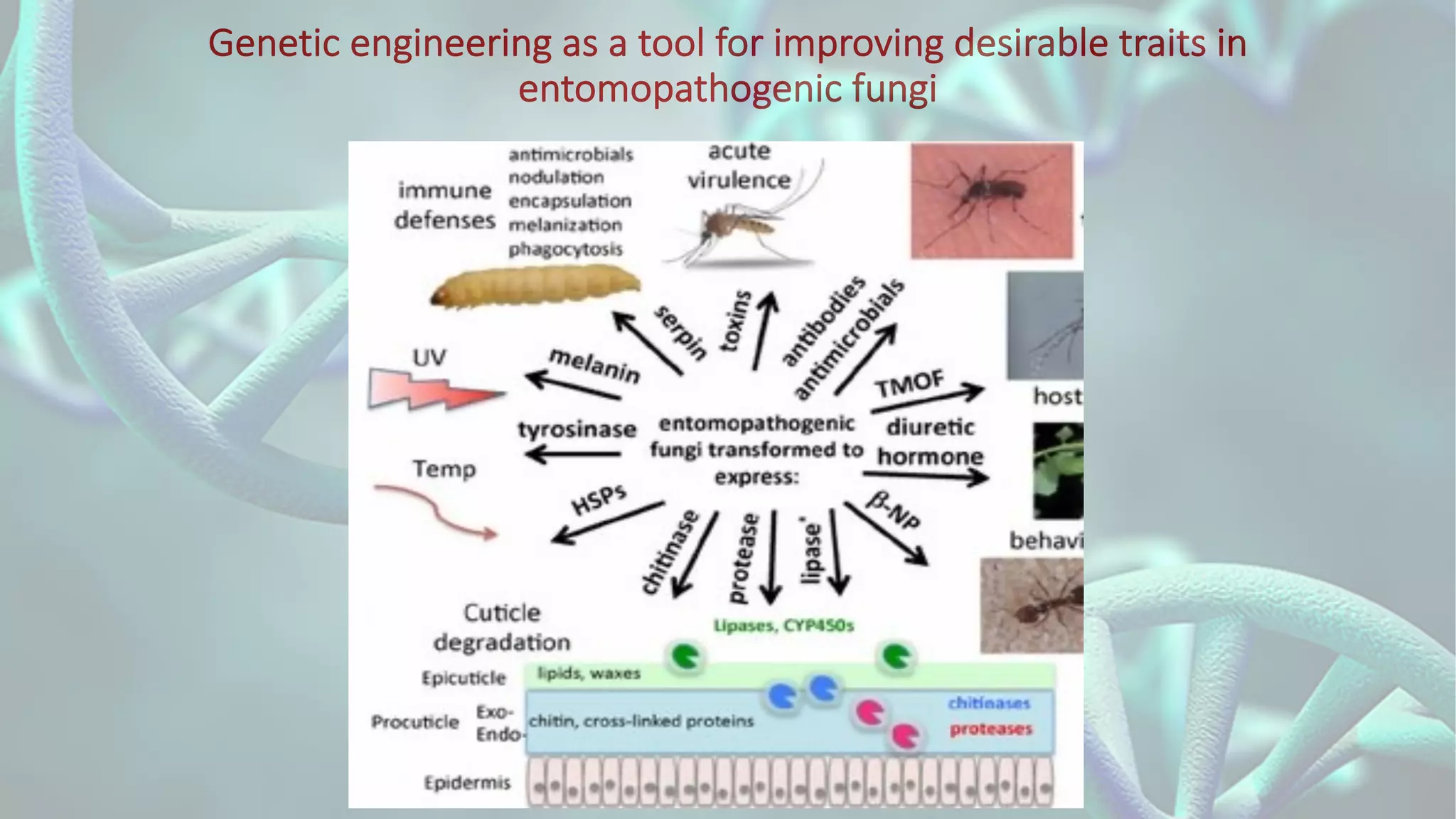Genetica of Ideal traits in Biocontrol Agents for Introgressing and for ...