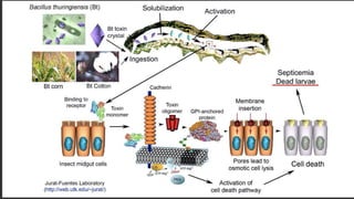 Genetica of Ideal traits in Biocontrol Agents for Introgressing and for ...