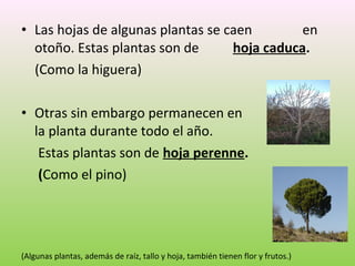 U.4 las plantas | PPT
