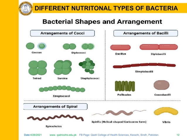 U 1, 7 of 7 classification of bacteria | PPTX