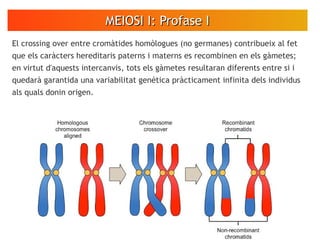 LA MEIOSI (Biologia. 1r Batx) | ODP