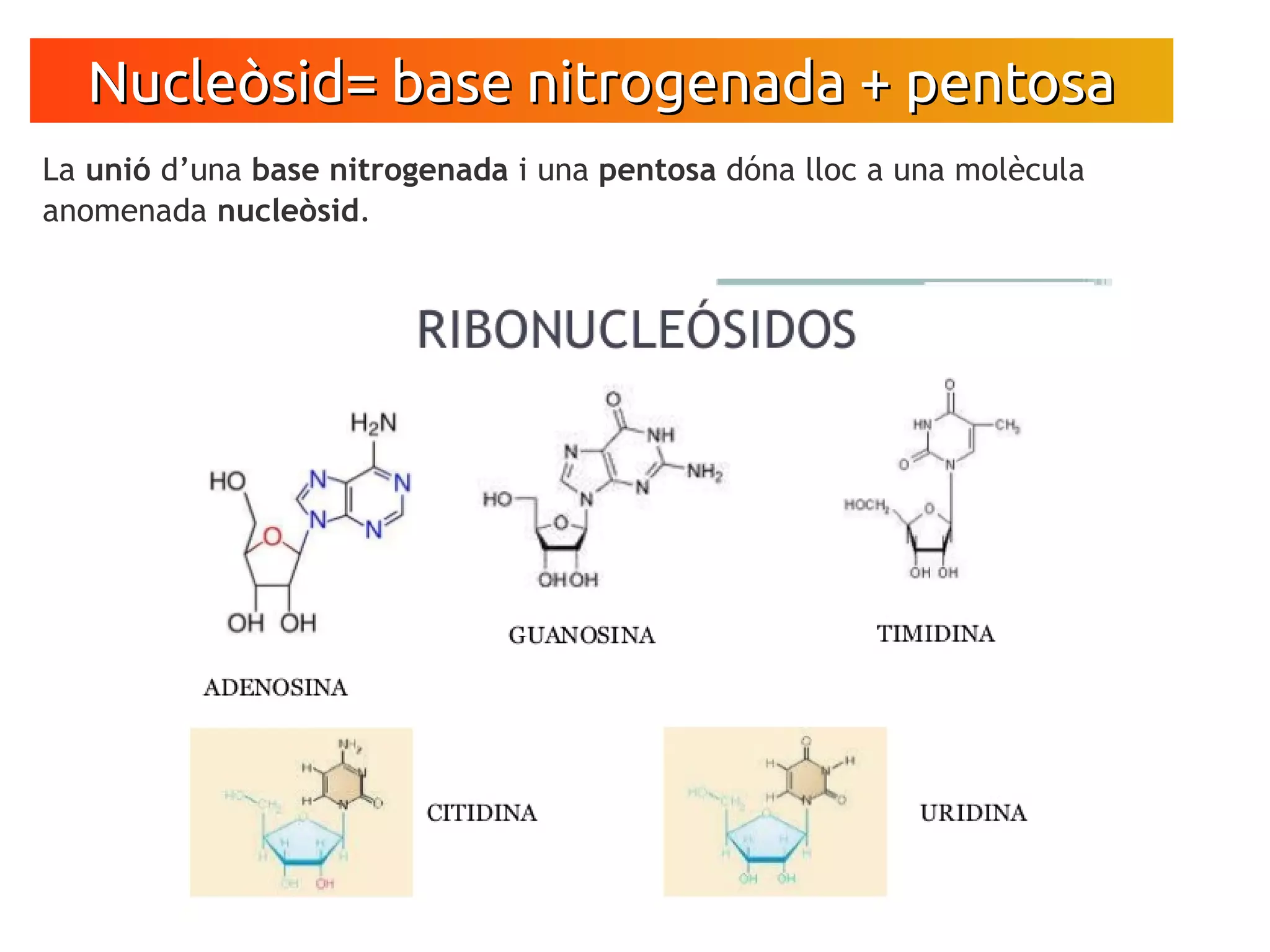 ESTRUCTURA DE L'ADN | PDF