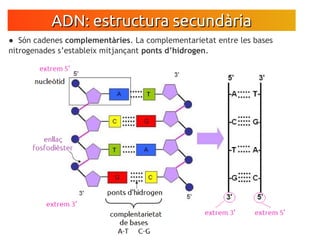 ESTRUCTURA DE L'ADN | PDF