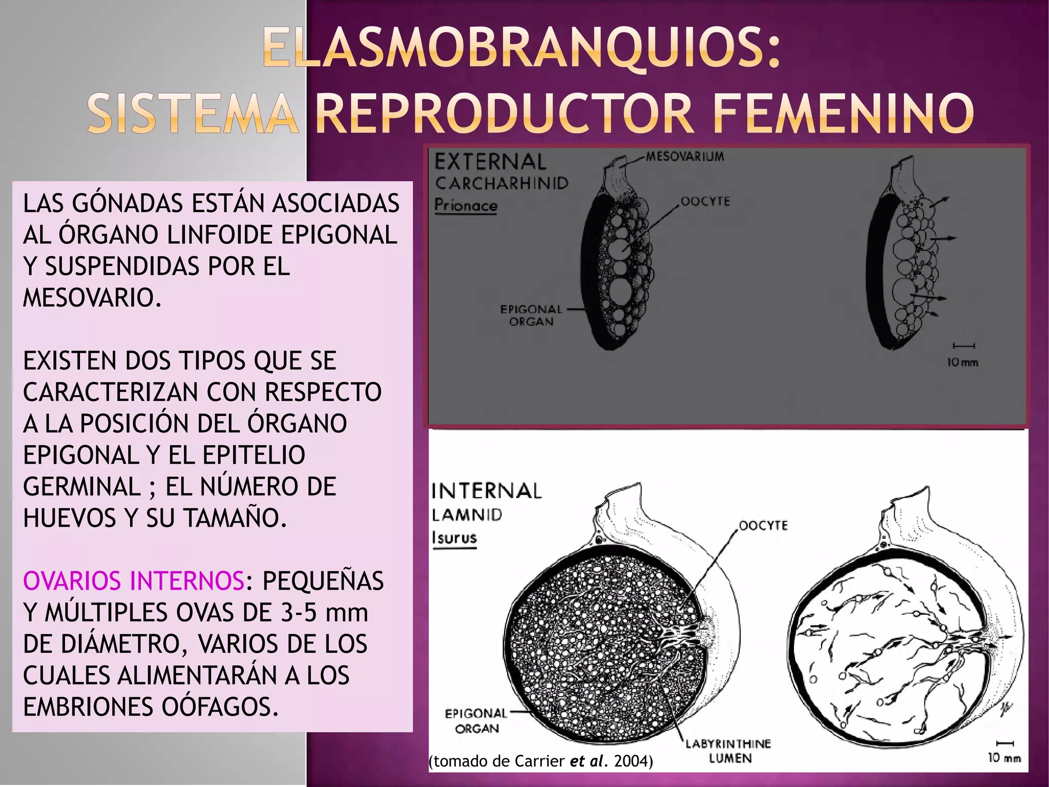 Elasmobranquios: Sistema reproductor femenino | PDF | Infertility ...