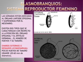 Elasmobranquios: Sistema reproductor femenino | PDF