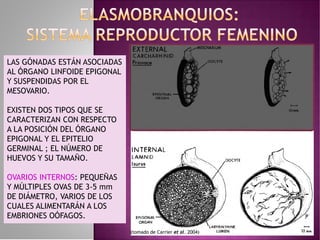 Elasmobranquios: Sistema reproductor femenino | PDF
