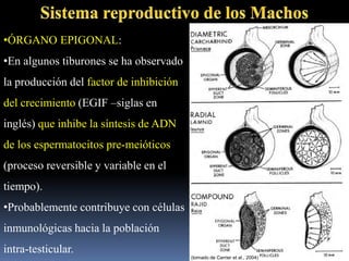 Elasmobranquios: Sistema reproductor masculino | PPTX