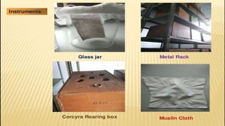 Large Scale Production of Biocontrol Agents | PDF