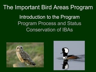 U.S. IBA Program 16 Mar2009 | PPT