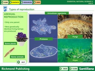 U04 Reproduction | PPT