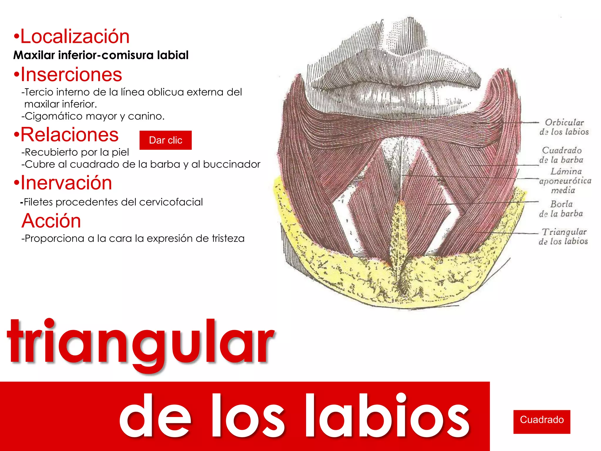 Músculos de los labios | PPTX