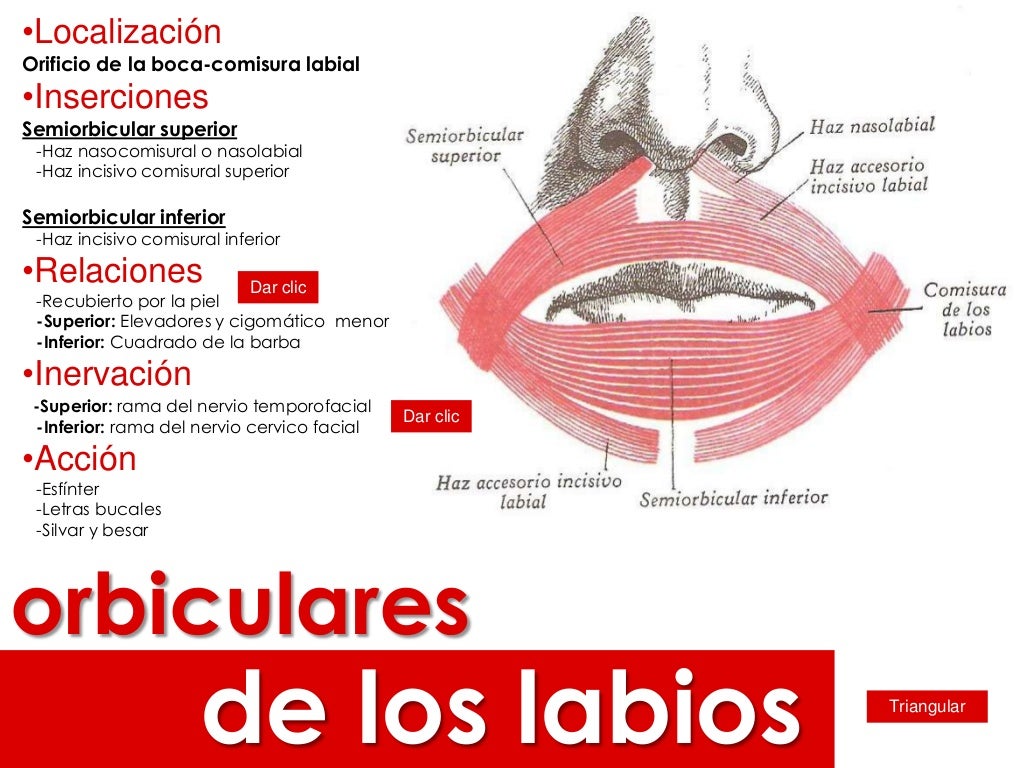 Músculos de los labios