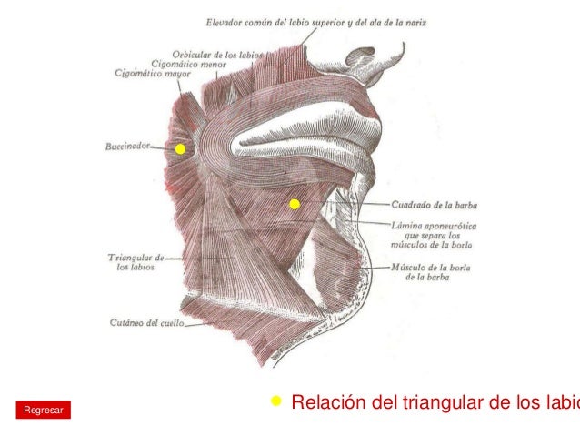 Músculos de los labios