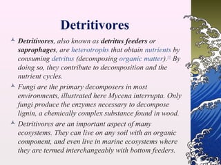 marine ecosystem | PPT