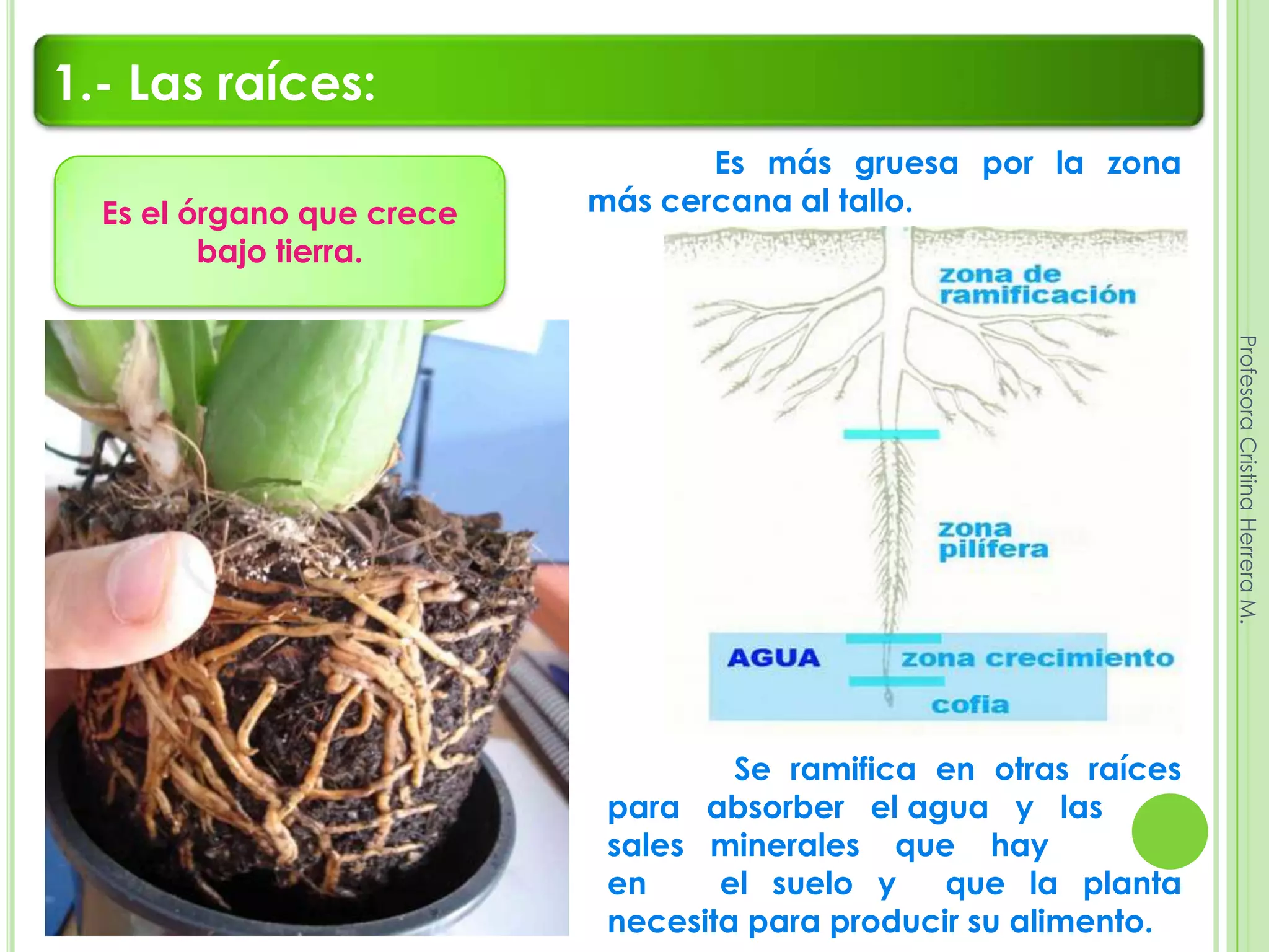 U 1 tema 2 - partes de una planta incompleta | PPT