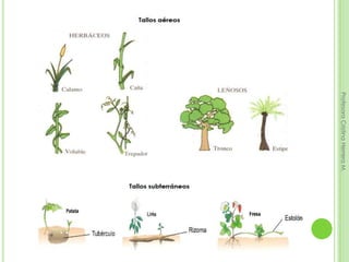 U 1 tema 2 - partes de una planta incompleta | PPTX