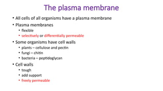 Understanding the Plasma Membrane: Structure, Function, and Transport ...