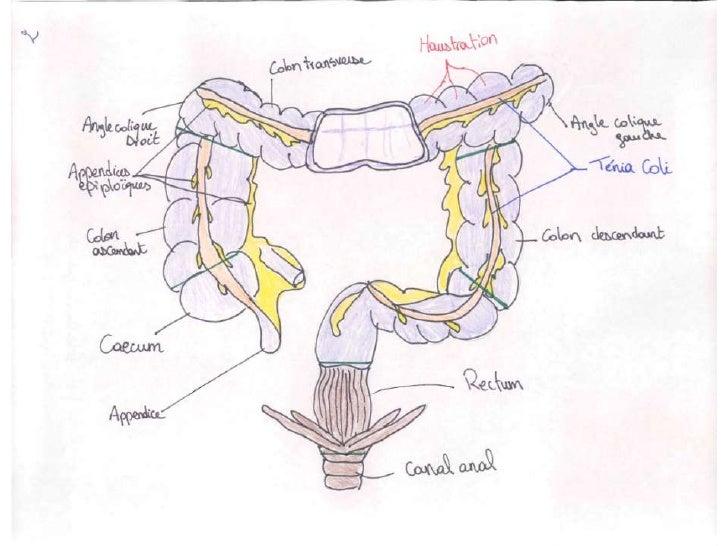 Anatomie: Jéjunum, iléon & côlon