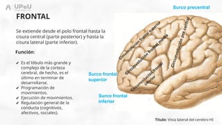 Sistema nervioso central neuroanatomia u | PPTX