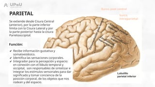 Sistema nervioso central neuroanatomia u | PPTX
